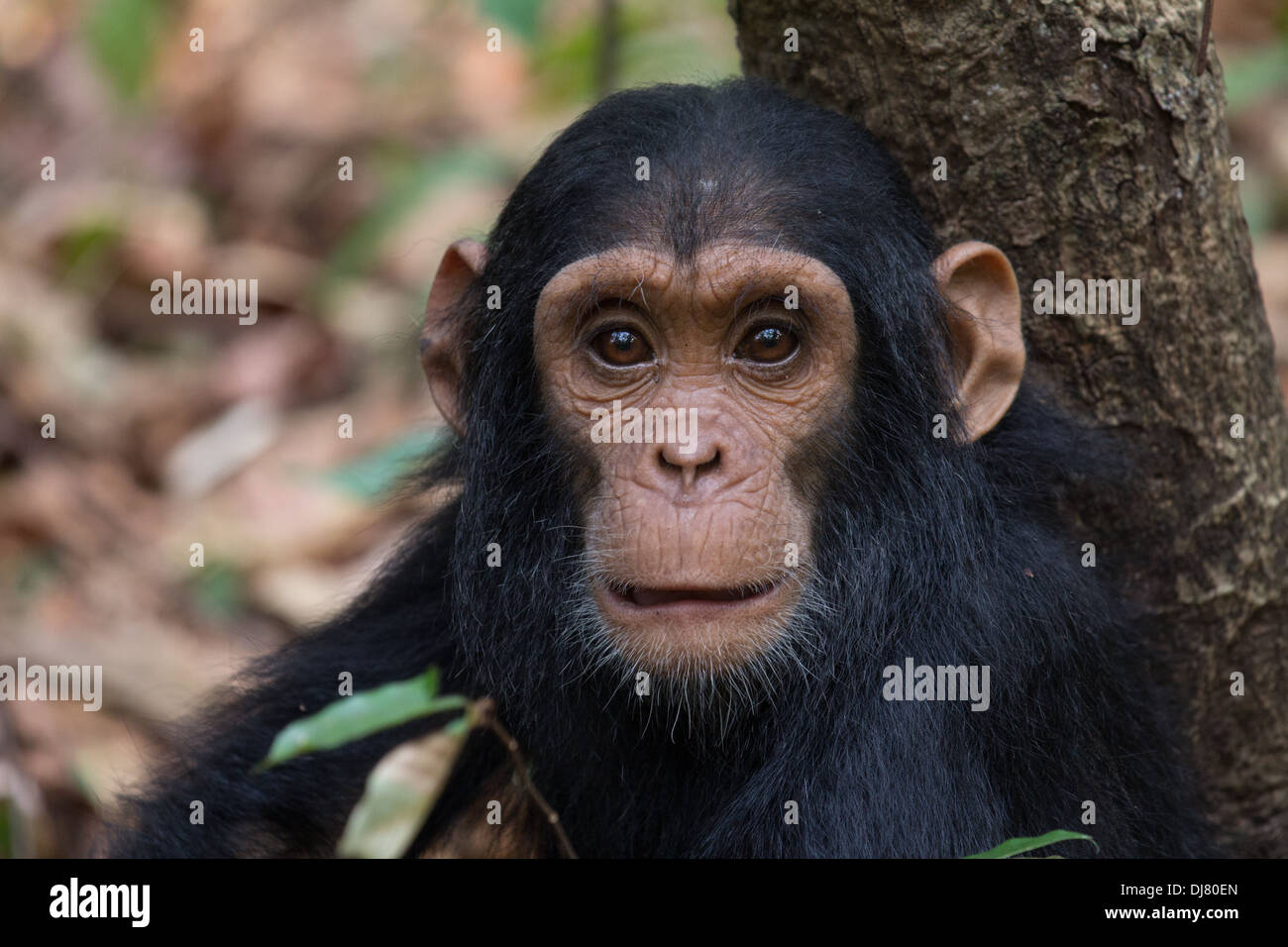 Portrait of Eastern chimpanzee infant in natural habitat Stock Photo ...