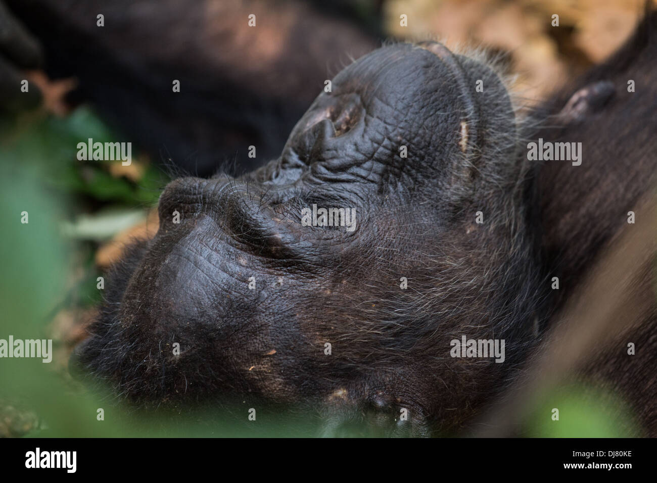 Eastern chimpanzee resting on forest floor Stock Photo - Alamy