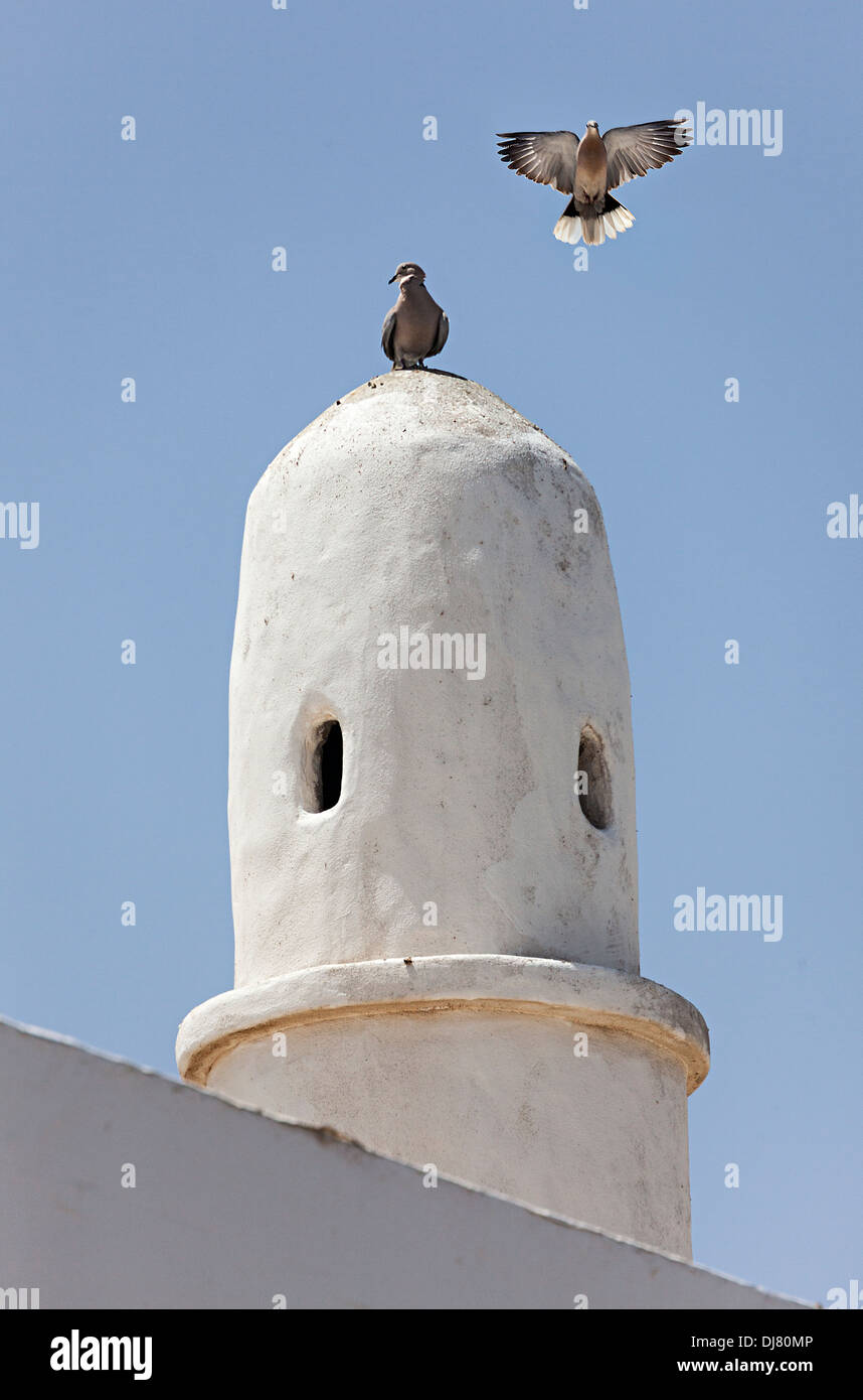 Lanzarote birds hi-res stock photography and images - Alamy