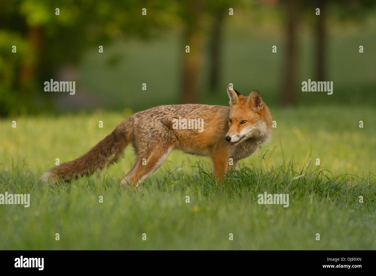 Urban red fox (vulpes vulpes). Glasgow. Scotland. United Kingdom ...