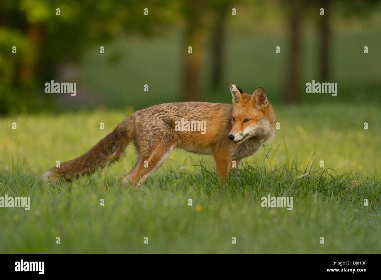Urban red fox (vulpes vulpes). Glasgow. Scotland. United Kingdom ...