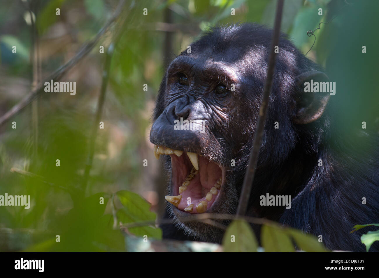 Displaying teeth hi-res stock photography and images - Alamy