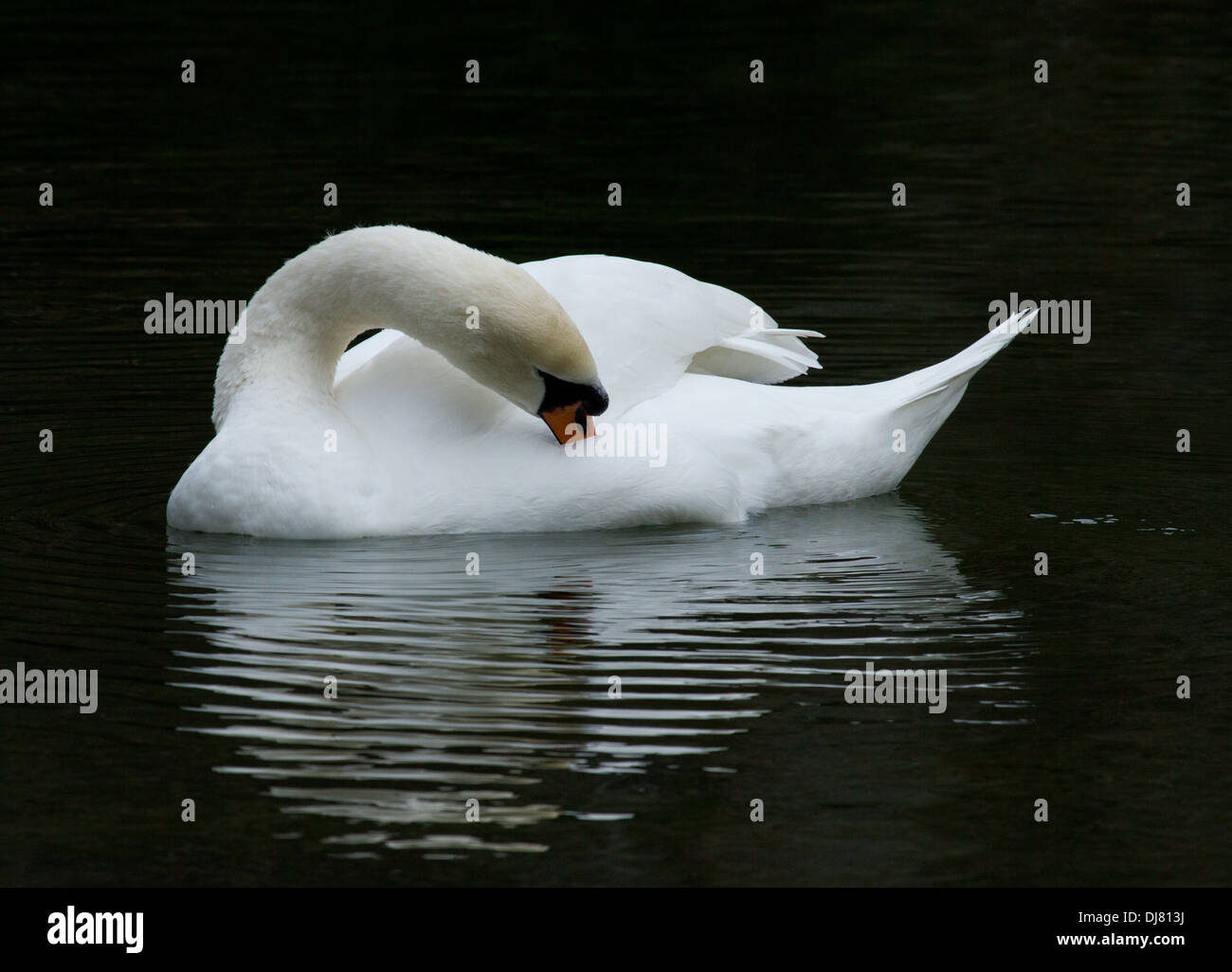 Adult is preening hi-res stock photography and images - Alamy