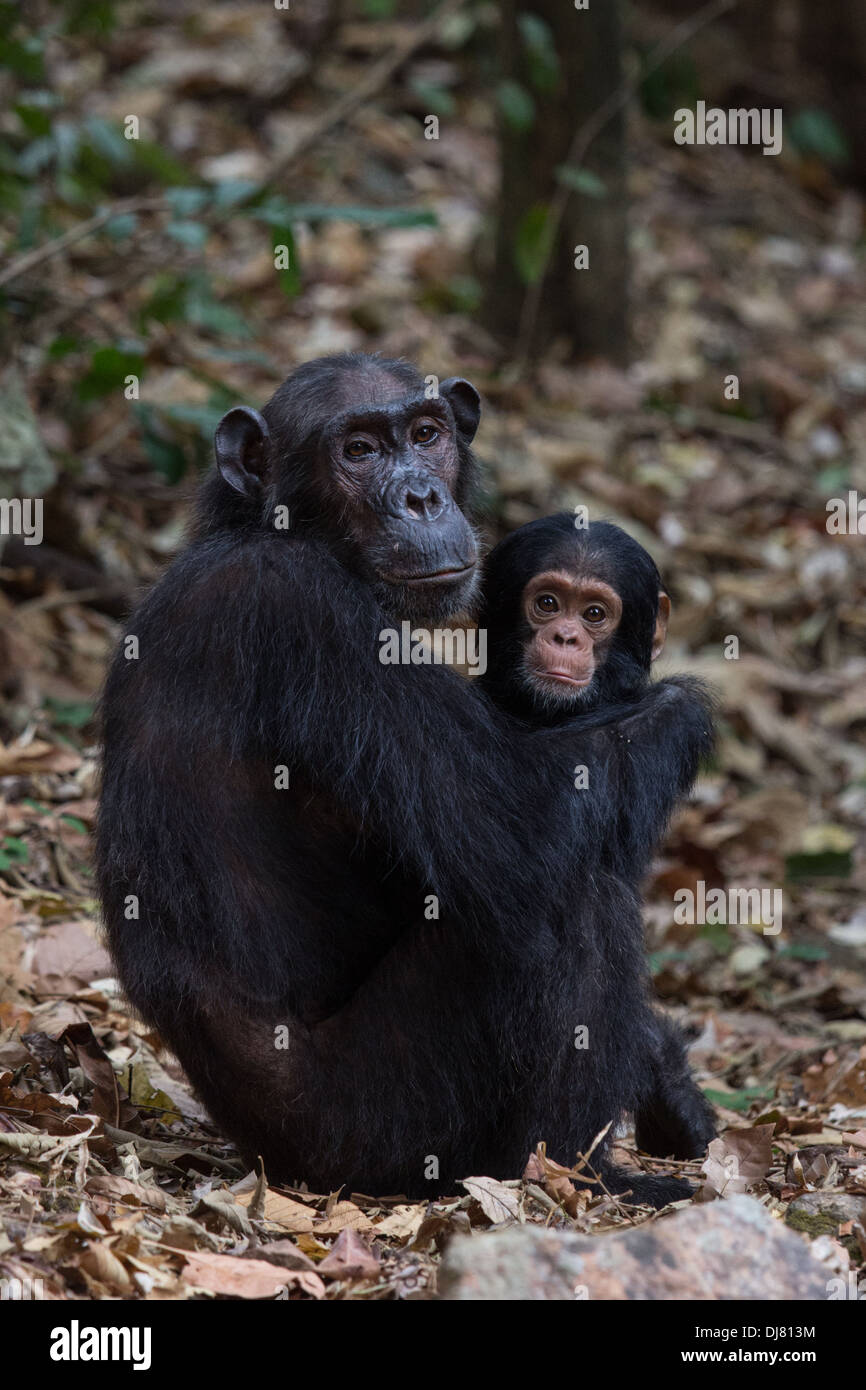 Female chimpanzee face hi-res stock photography and images - Alamy