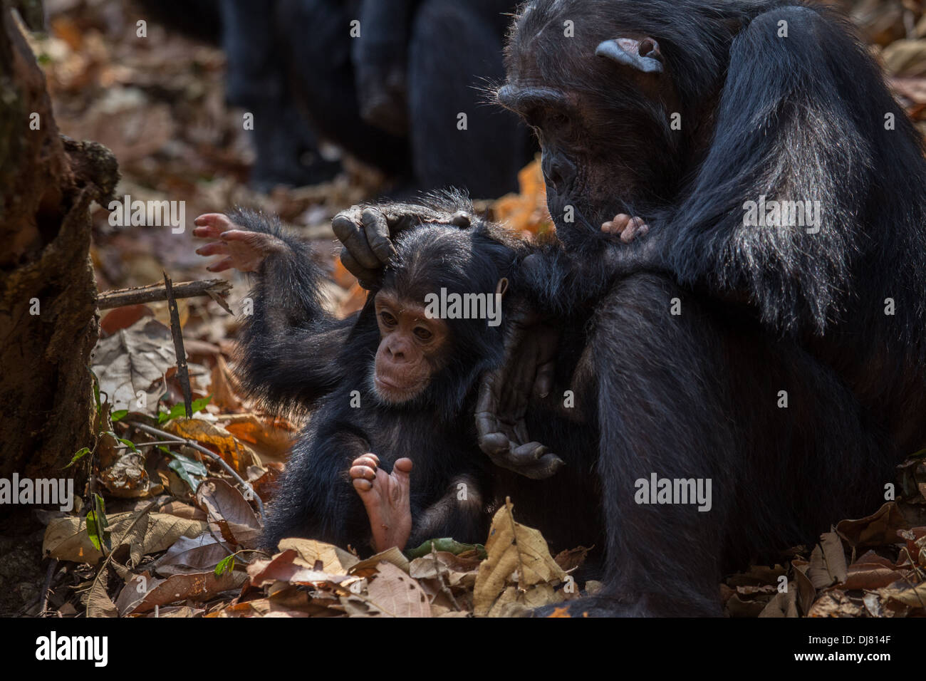 Female Eastern chimpanzee with her young infant in natural habitat ...