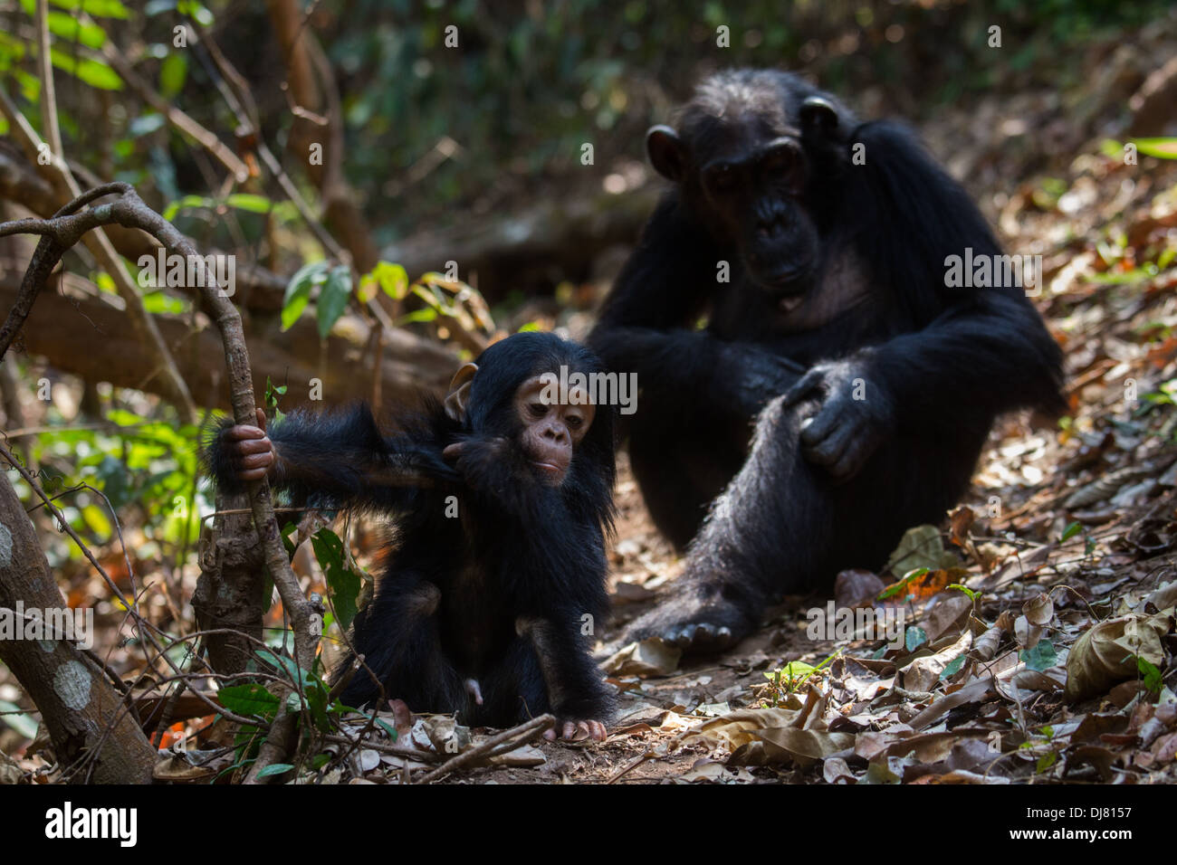Female chimpanzee face hi-res stock photography and images - Alamy