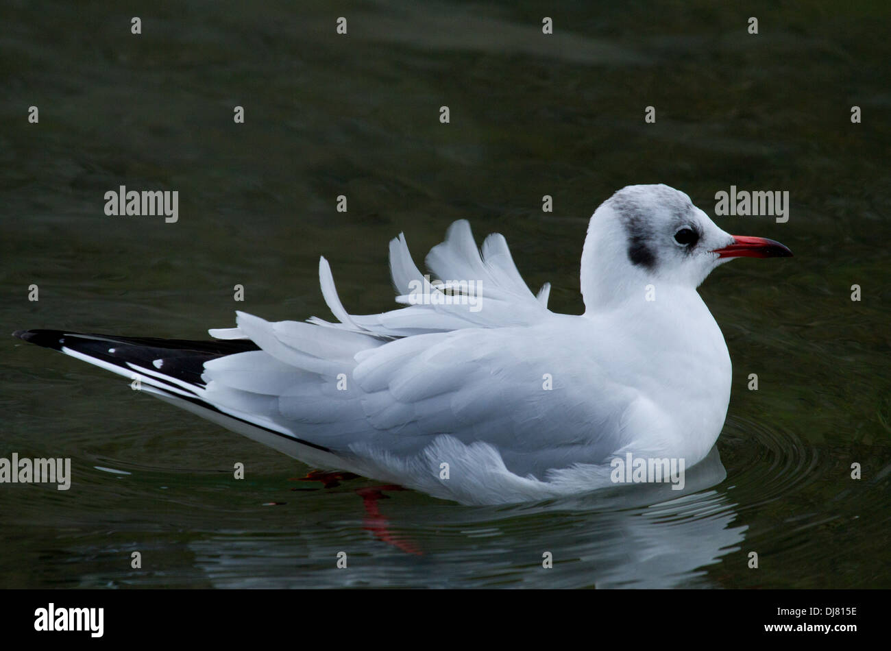 Ruffled feathers hi-res stock photography and images - Alamy