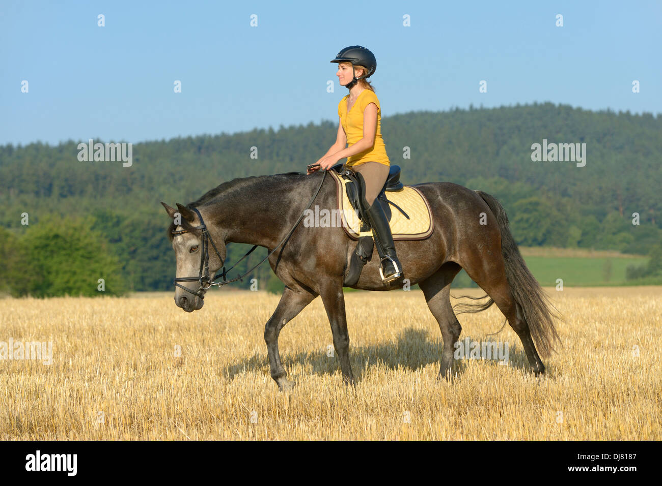 Young rider on back of a Connemara pony in a stubble field riding walk ...