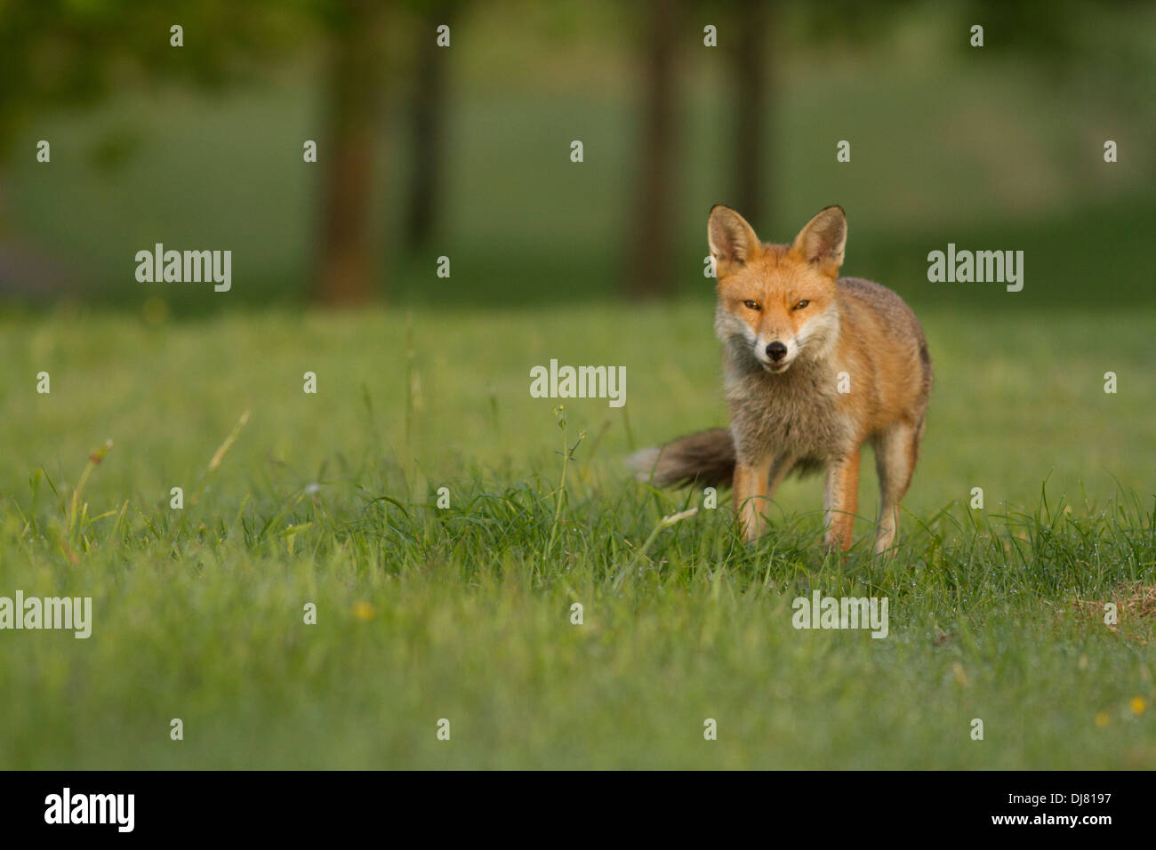 Urban red fox (vulpes vulpes). Glasgow. Scotland. United Kingdom ...