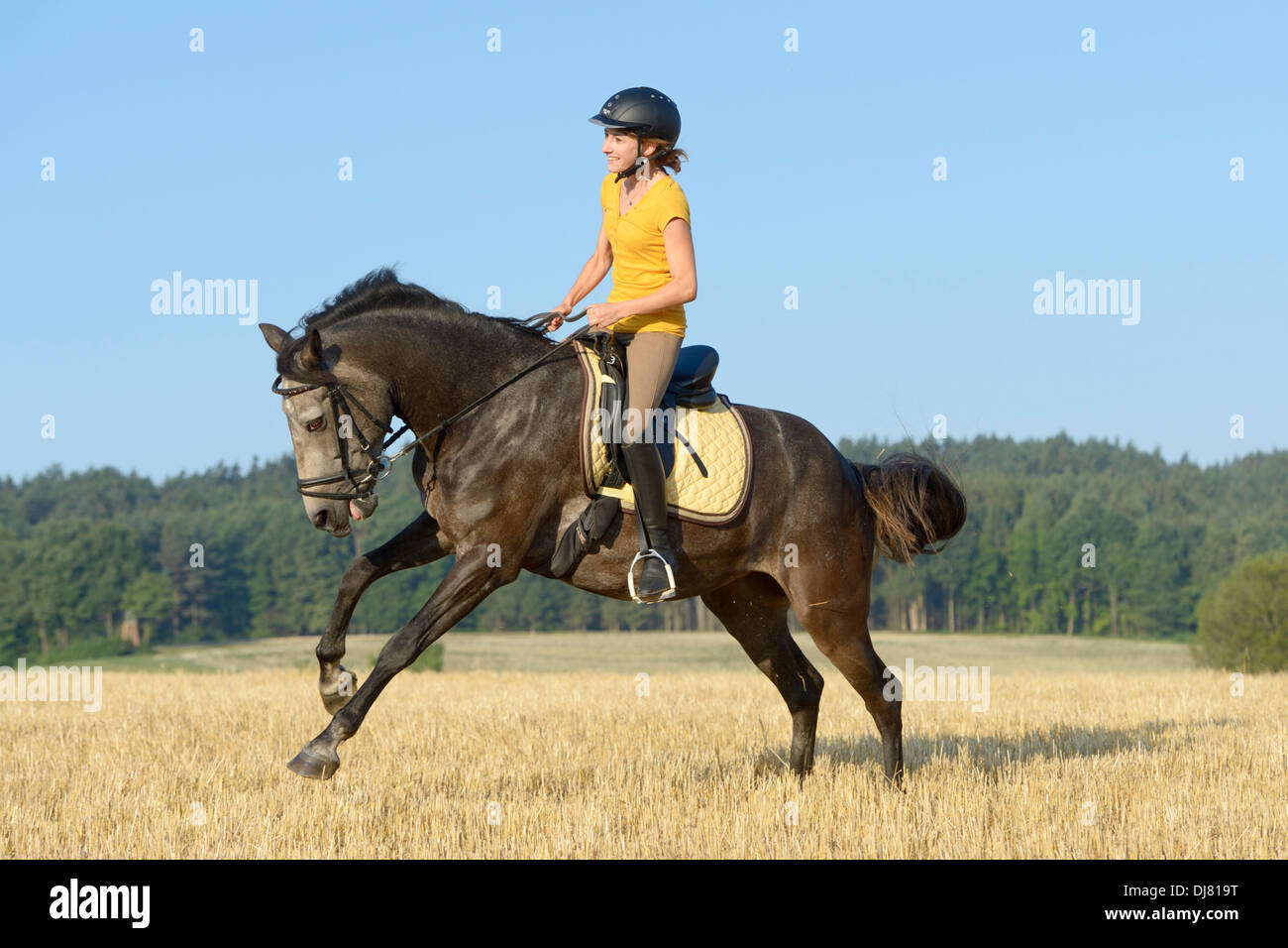 Young rider on back of a bucking pony riding in a stubble field Stock ...