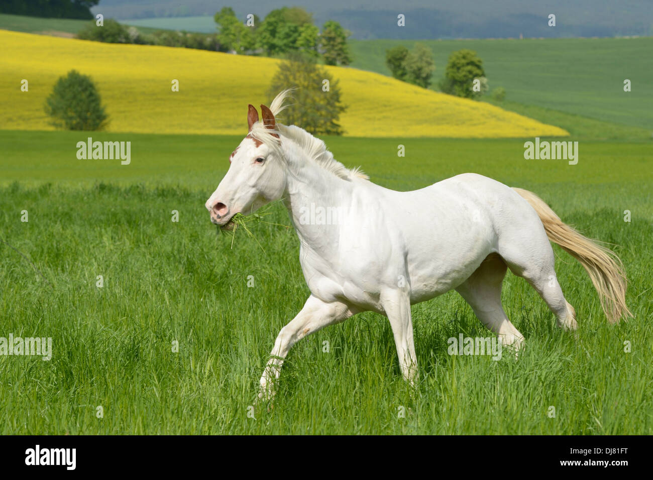 Animal canter cantering field gallop galloping horse hi-res stock ...