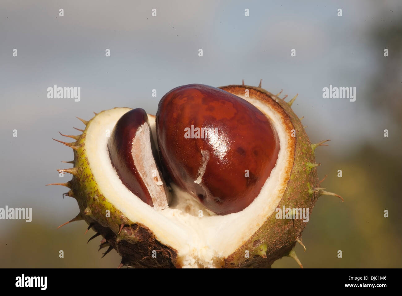 Conker tree fruit hi-res stock photography and images - Alamy