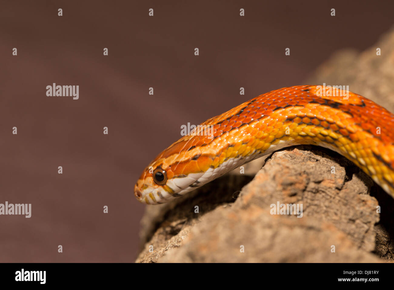 North american snake species hi-res stock photography and images - Alamy