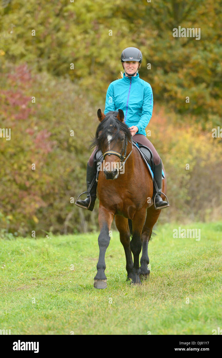 Young rider on back of a Connemara pony stallion riding in autumn Stock ...