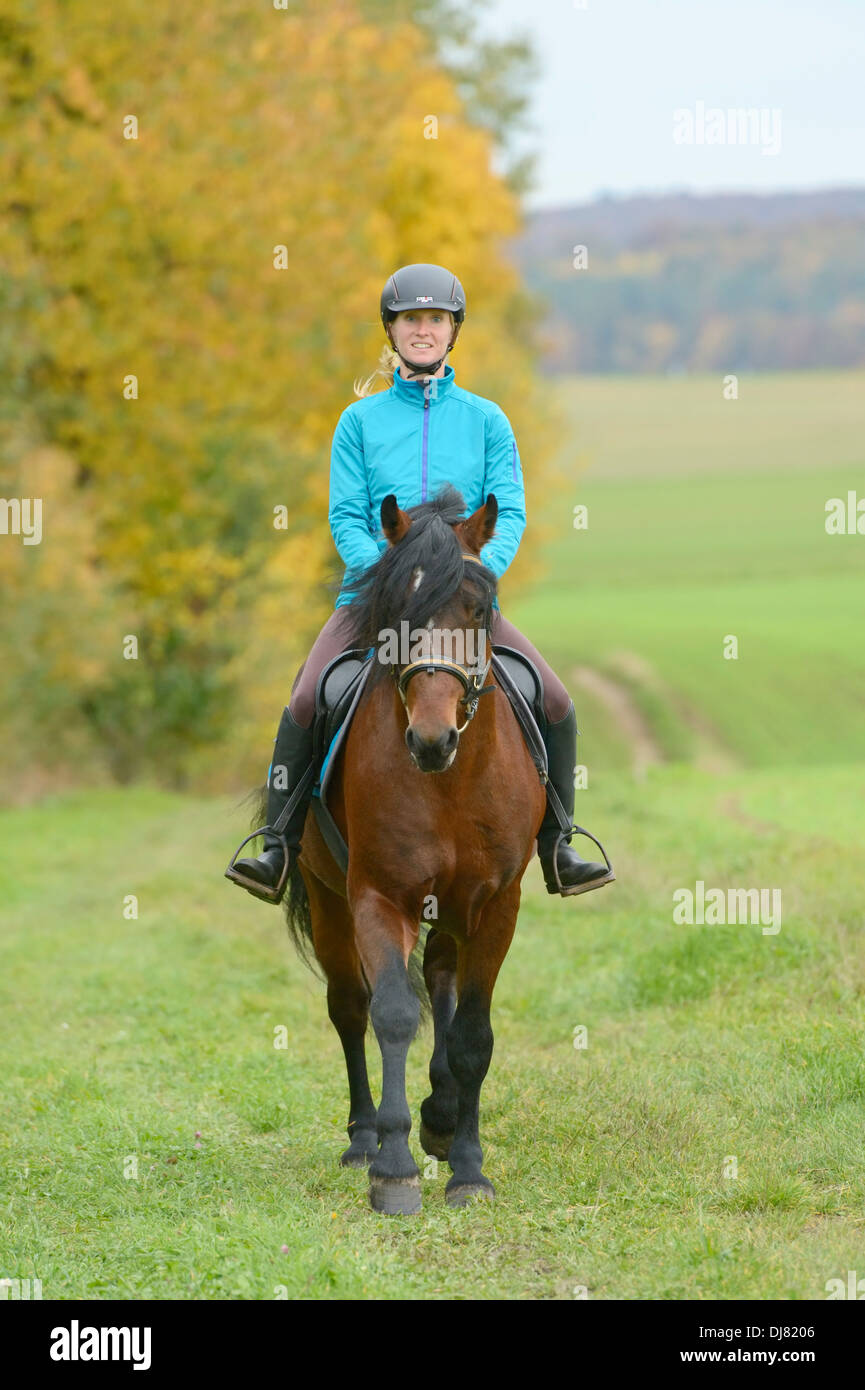 Young rider on back of a Connemara pony stallion riding in autumn Stock ...