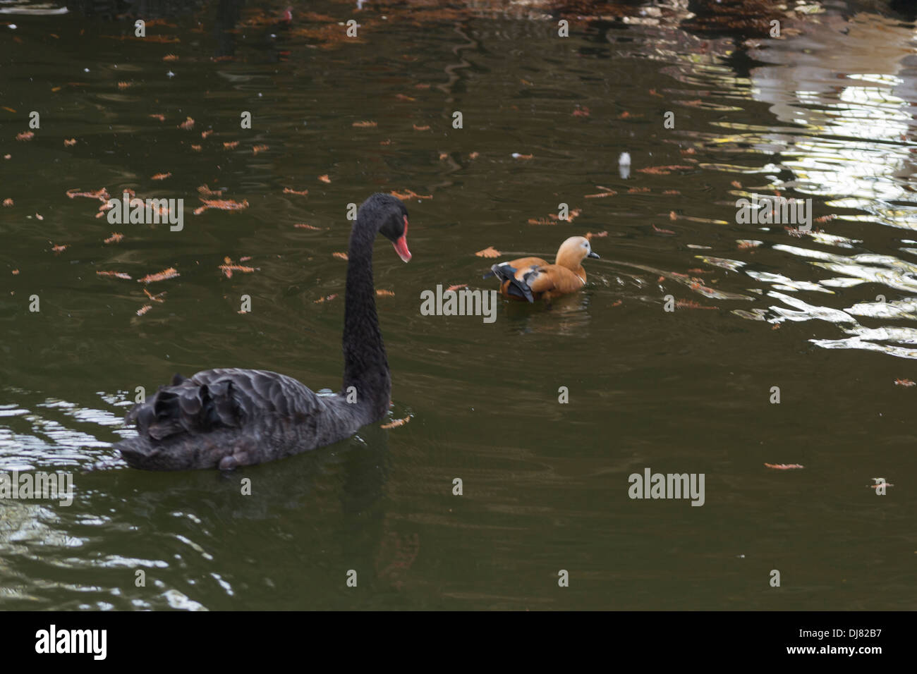 Black swan (Cygnus atratus) swimming on a lake and chasing a duck Stock ...