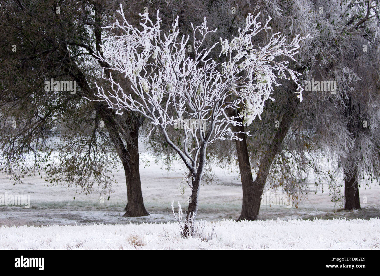 Trees in winter after a snowfall in Alpine, a city situated in the ...