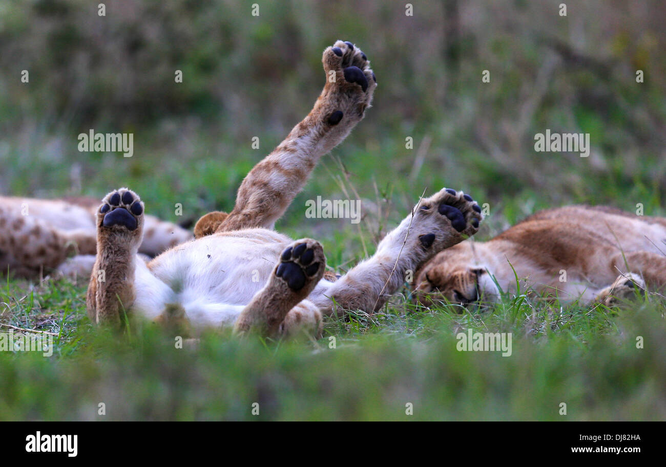 Nairobi, Kenya. 24th Nov, 2013. A lion cub falls down on its back with ...