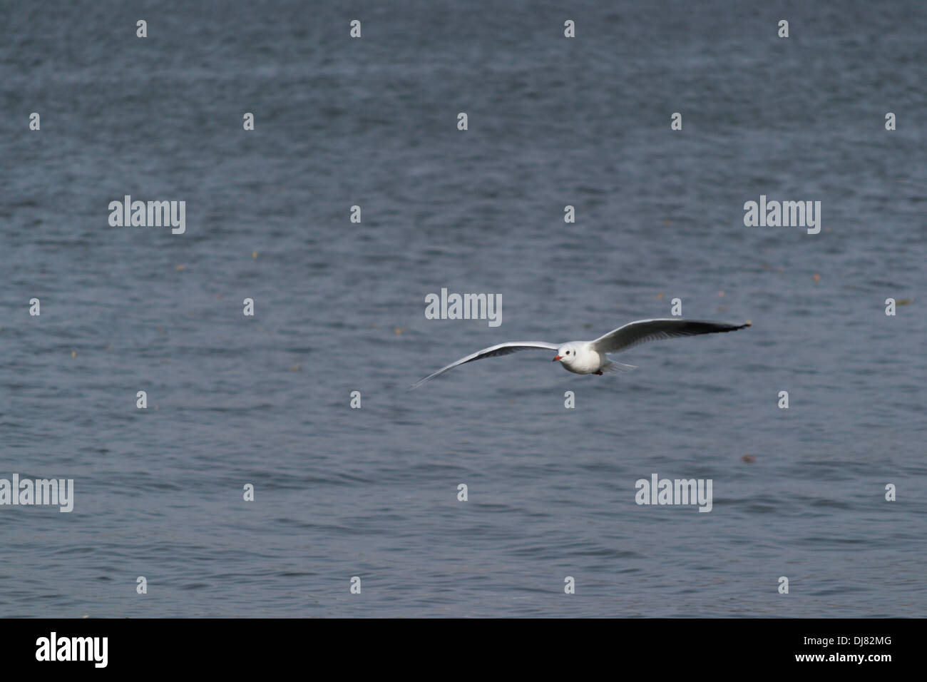 Flying yellow legged gull hi-res stock photography and images - Alamy