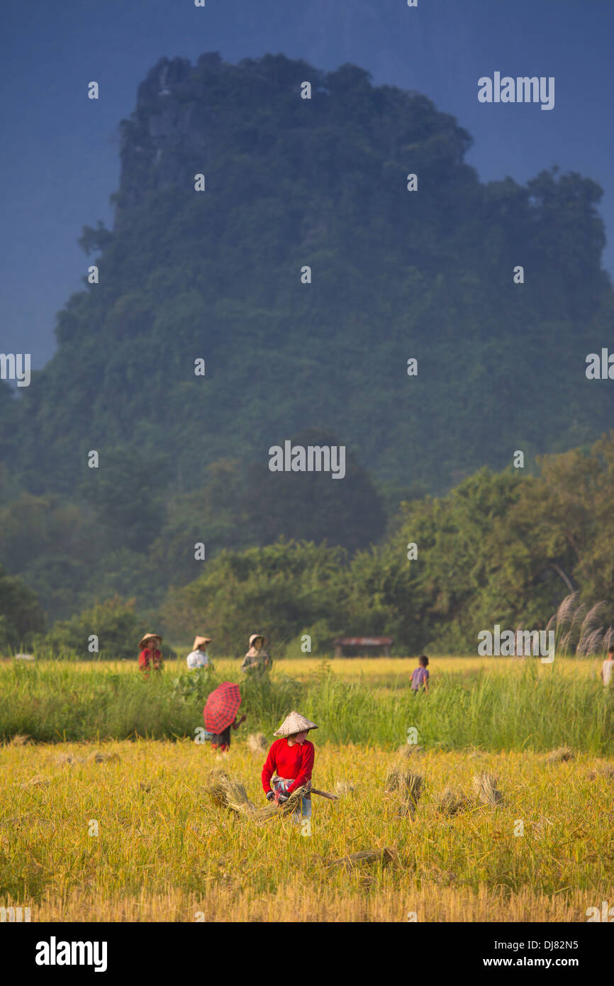 Rice harvest in Vang Vieng, Laos Stock Photo - Alamy