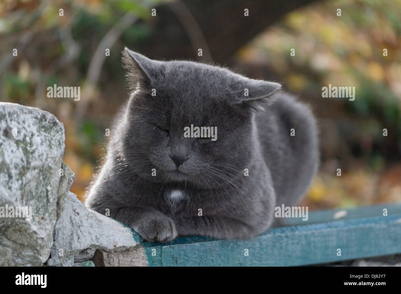 Russian blue cat lying on a bench in a park Stock Photo - Alamy