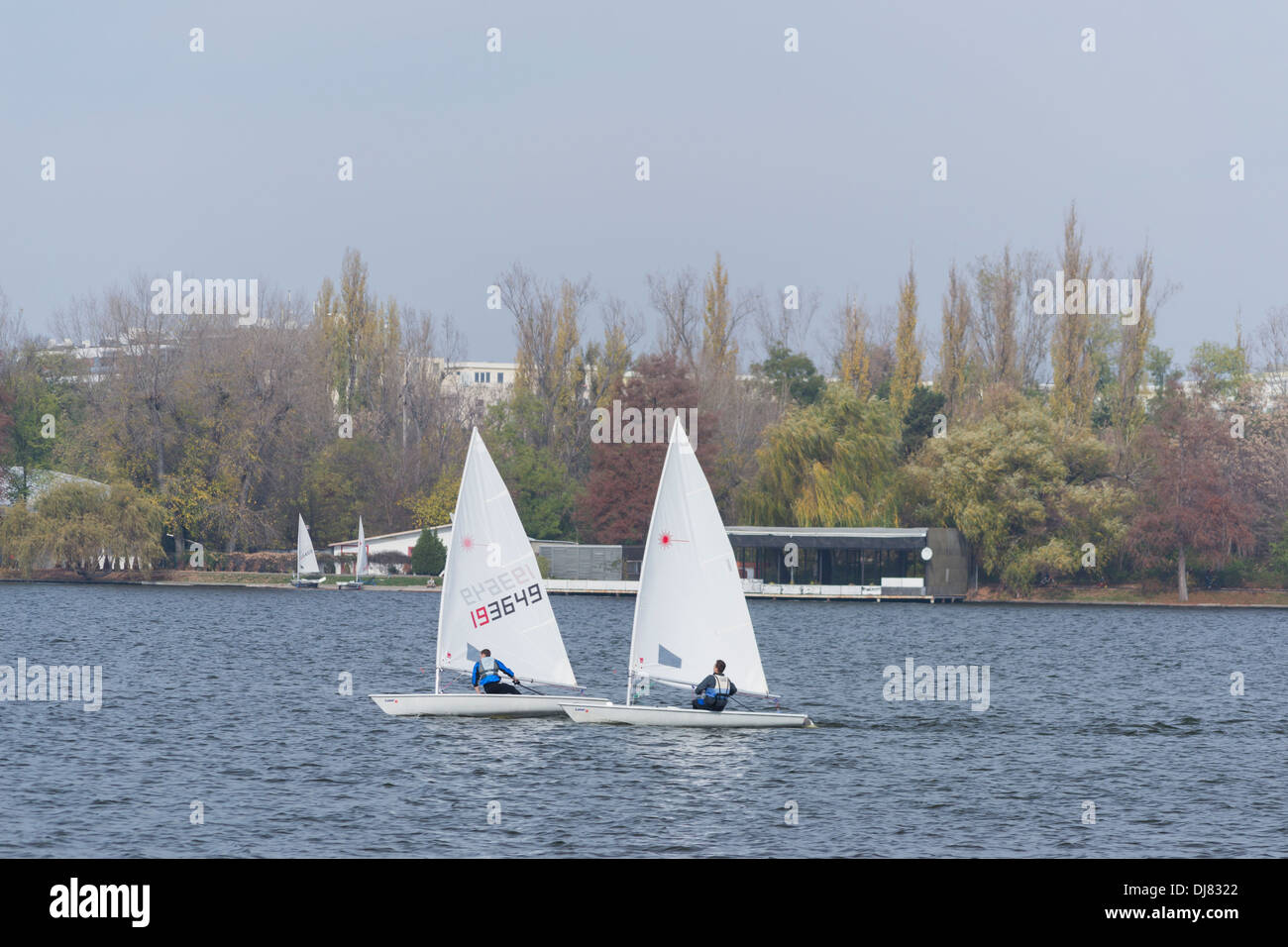 Laser Standard sailboats sailing in the early morning on Herastrau Lake ...