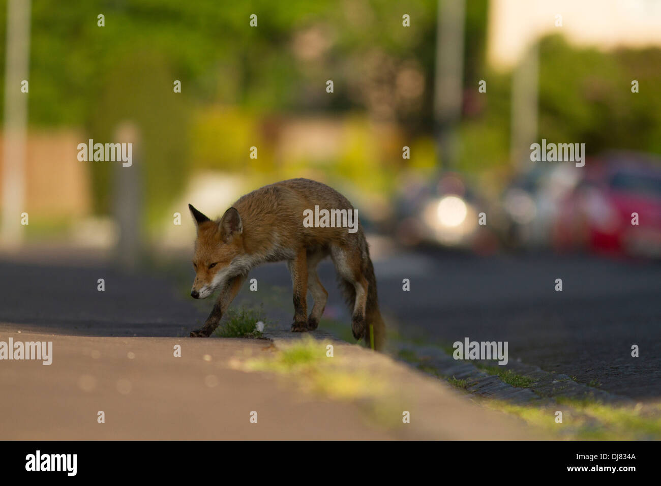 Urban Red fox (vulpes vulpes).Glasgow. Scotland Stock Photo - Alamy