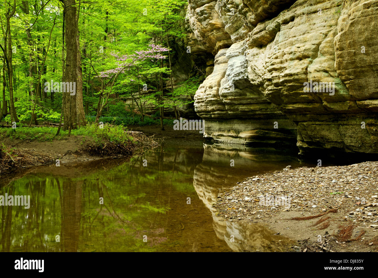 Illinois Canyon with redbud tree in bloom Stock Photo - Alamy