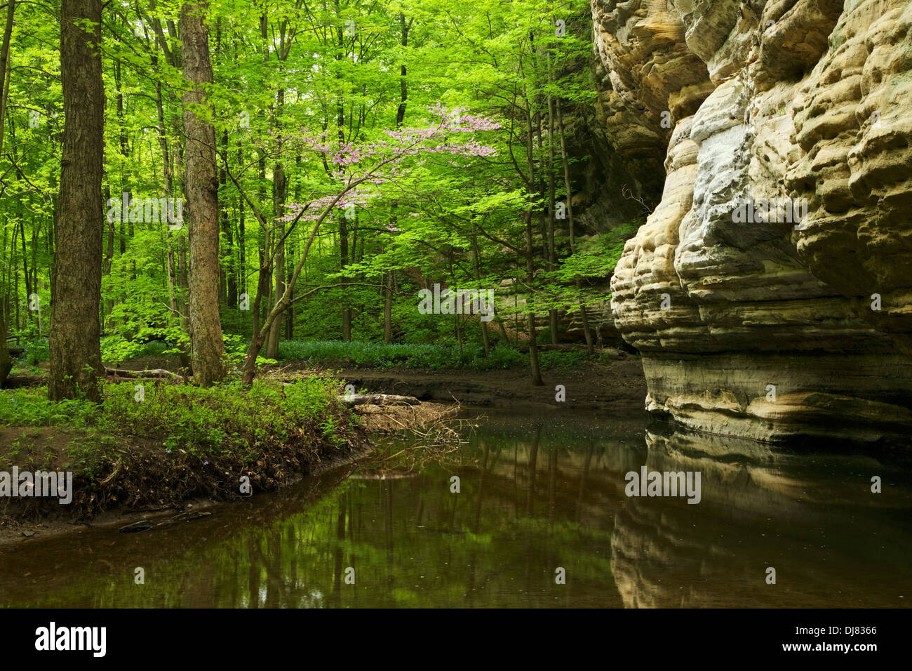 Illinois Canyon in Starved Rock State Park with redbud tree in bloom ...