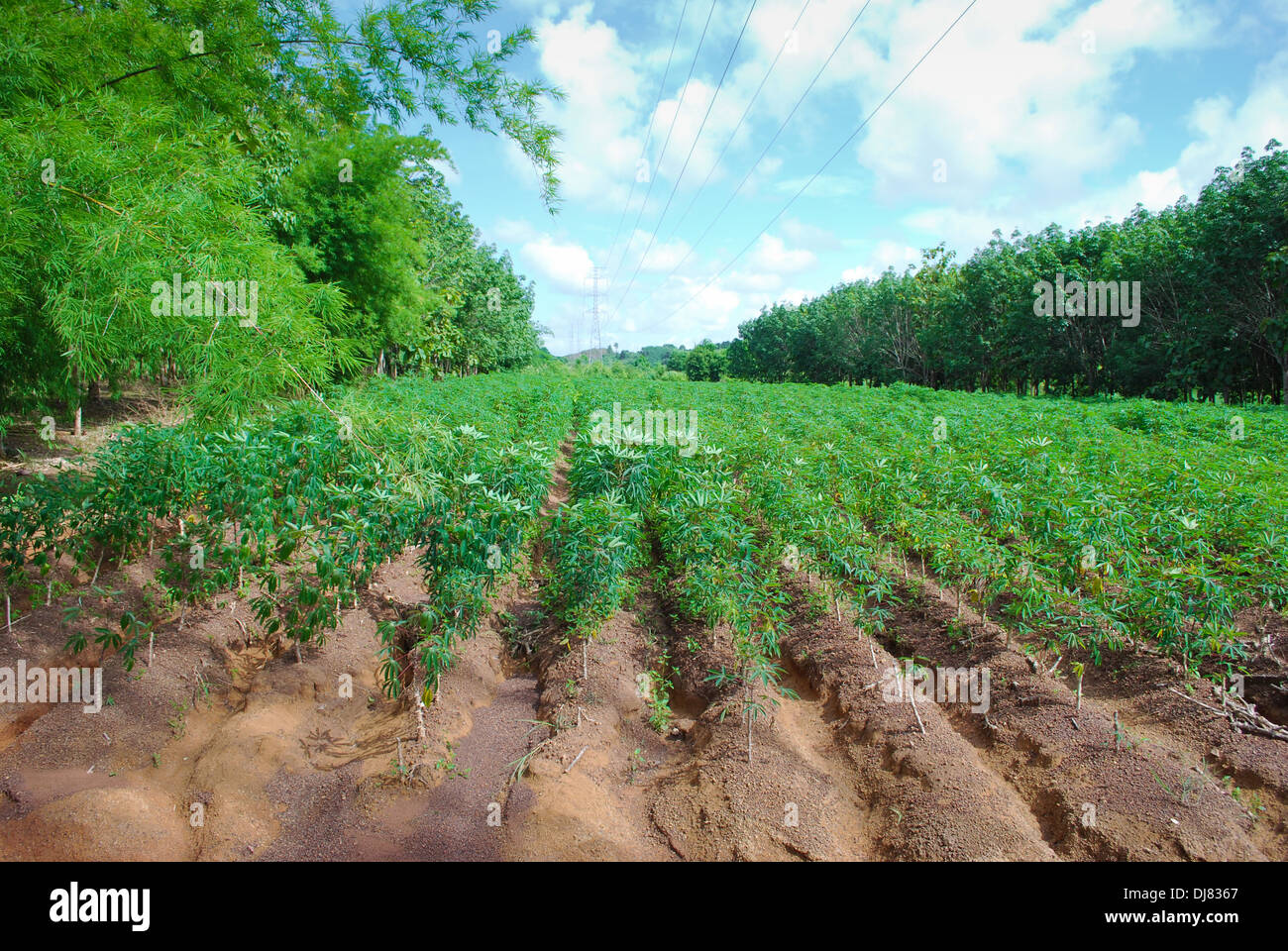 Thai potato's crop in Thailand Stock Photo - Alamy