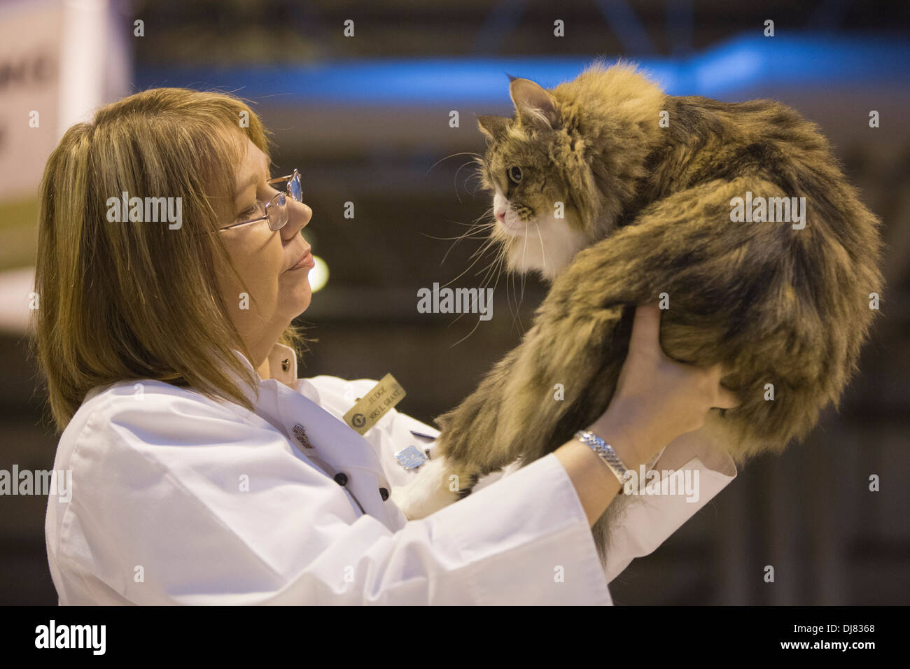 Cat judging hi-res stock photography and images - Alamy
