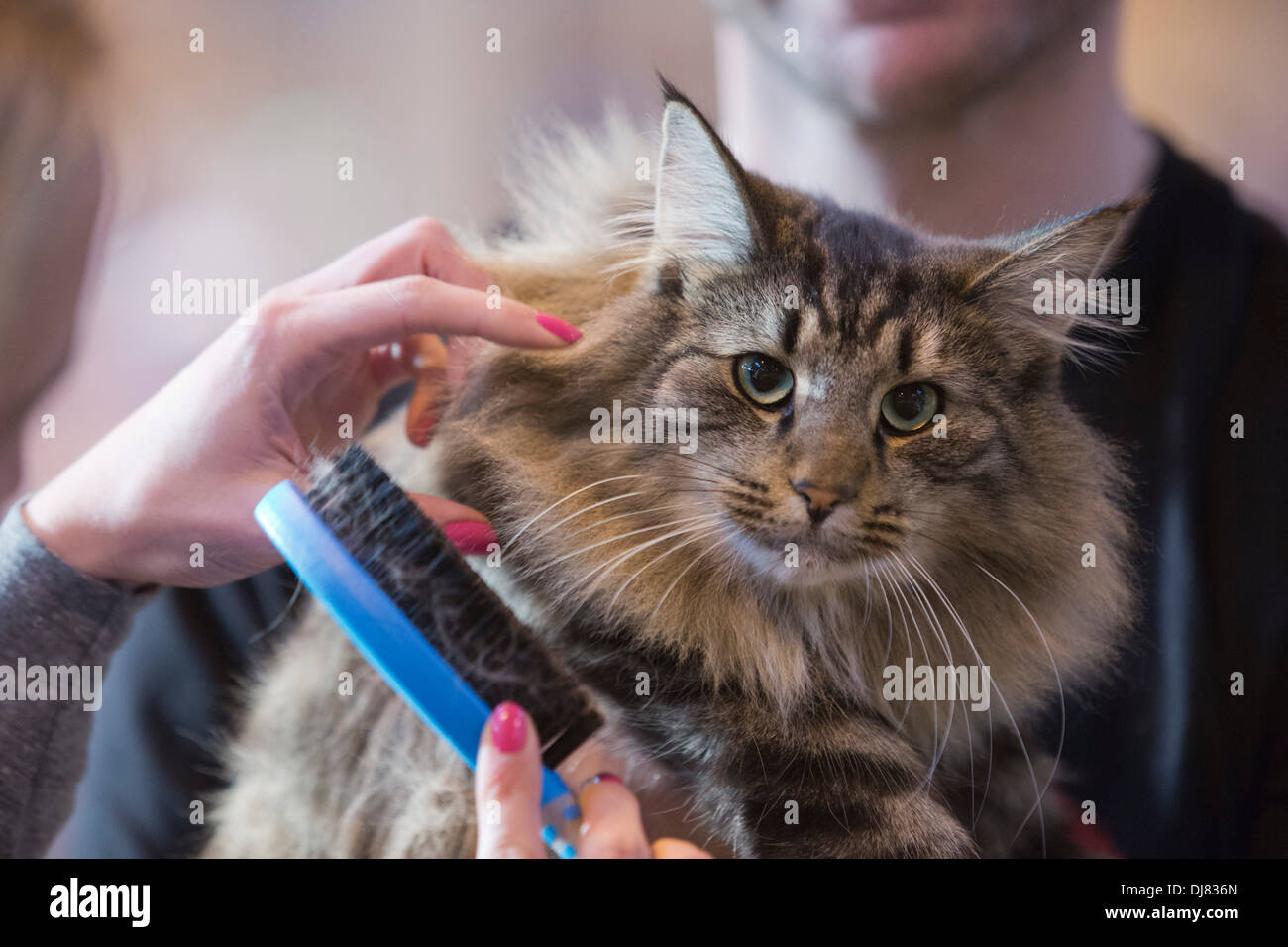 A cat is groomed before the judging process. Supreme Cat Show at the ...
