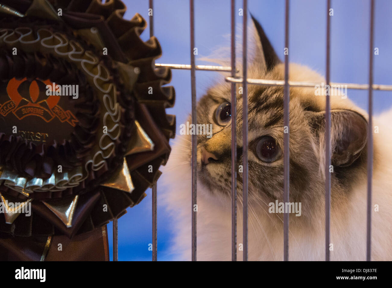 Cat in a cage sniffs at a rosette. Supreme Cat Show at the National ...