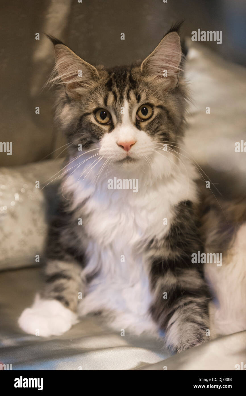 Supreme Cat Show at the National Exhibition Centre in Birmingham ...