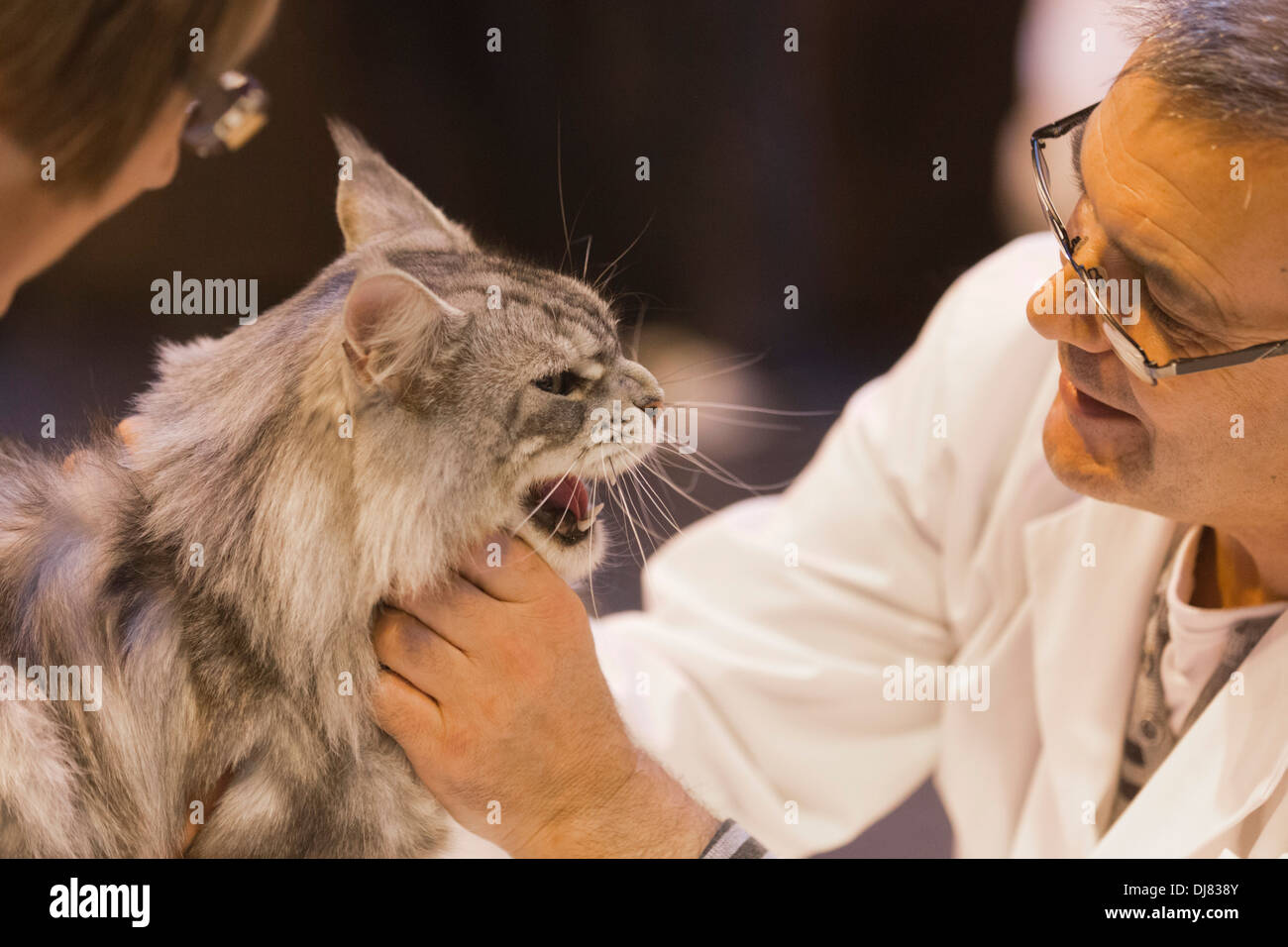 A judge examins a cat. Supreme Cat Show at the National Exhibition ...