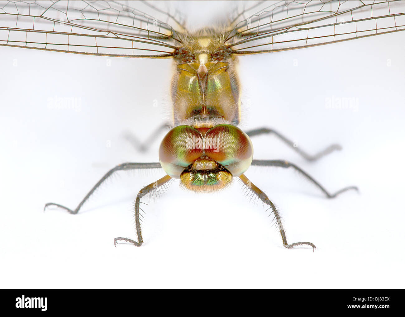 Whir hi-res stock photography and images - Alamy