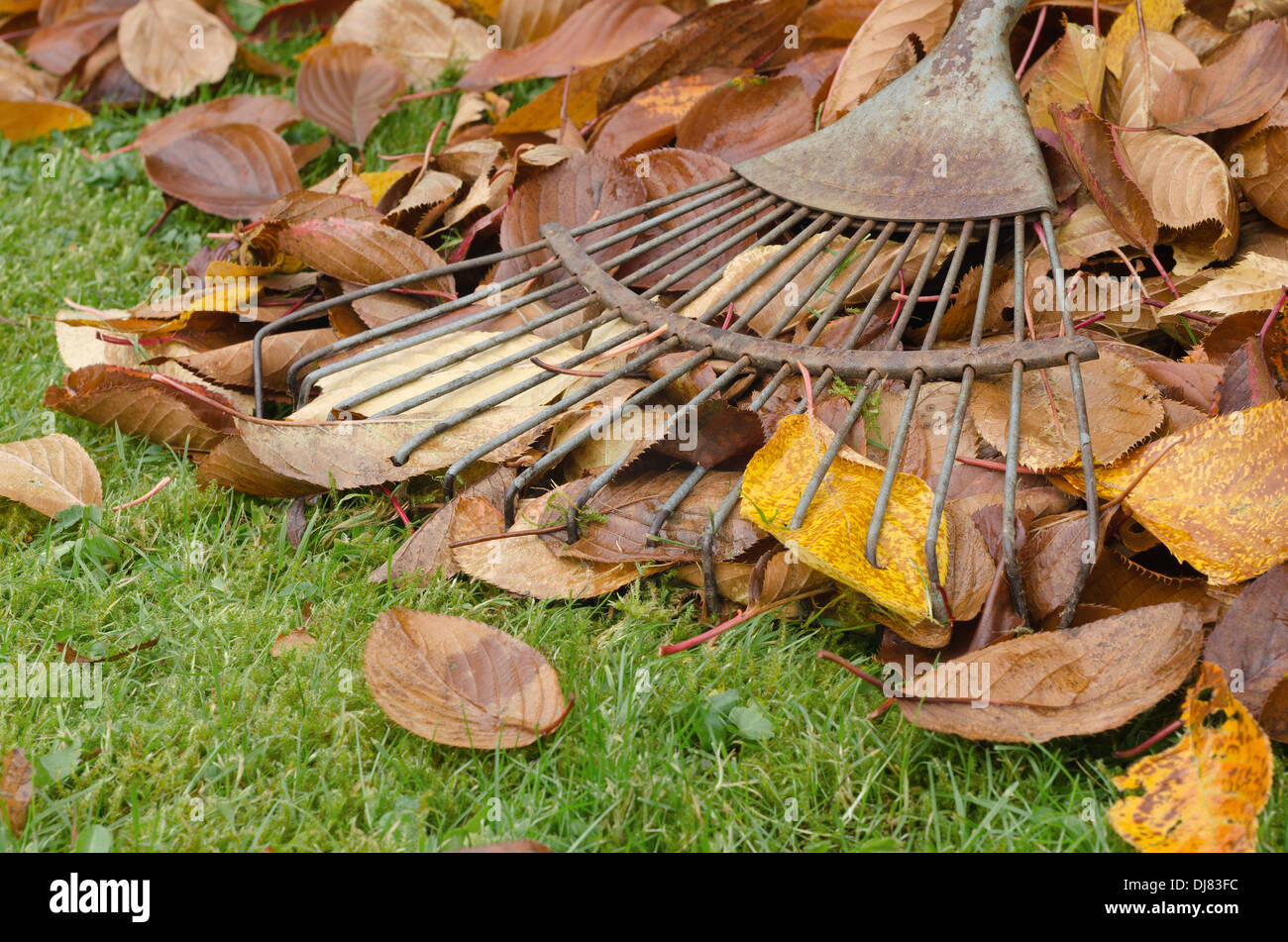 having a break from sweeping up the fallen autumn leaves from a grassy ...
