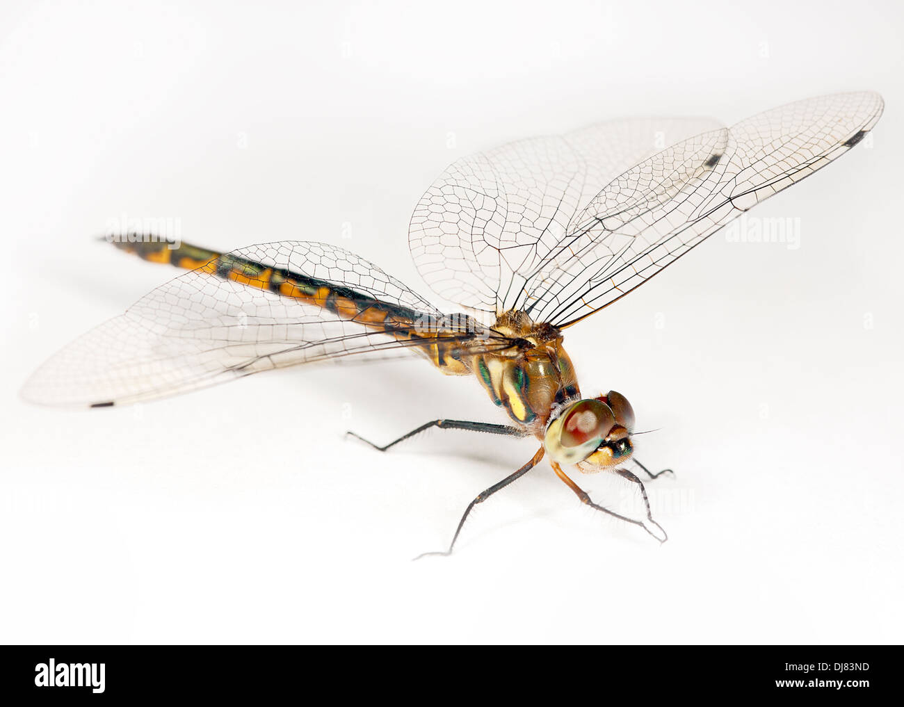 Whir hi-res stock photography and images - Alamy