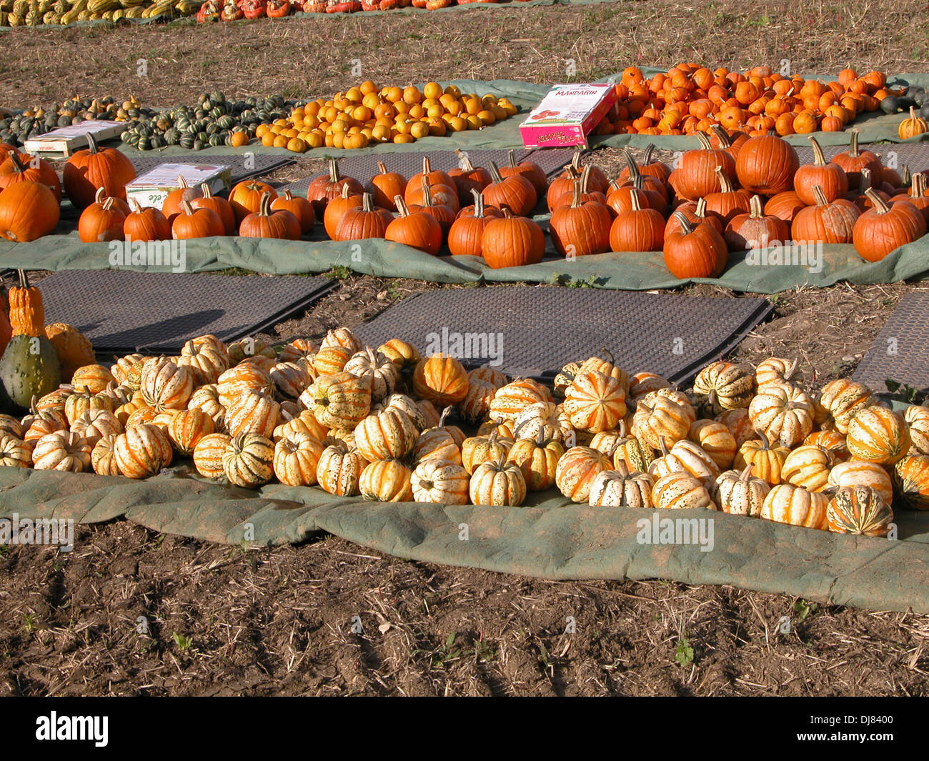 squashes and pumpkins for sale in a farmers field germany Stock Photo ...