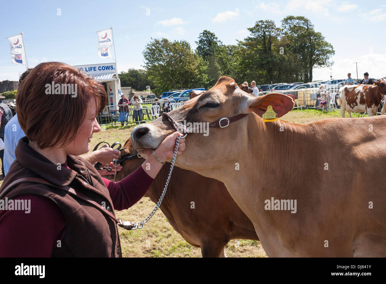 Judging cows at show Stock Photo - Alamy