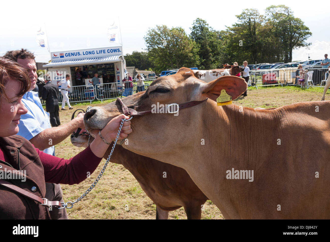 Lady Cow High Resolution Stock Photography and Images - Alamy