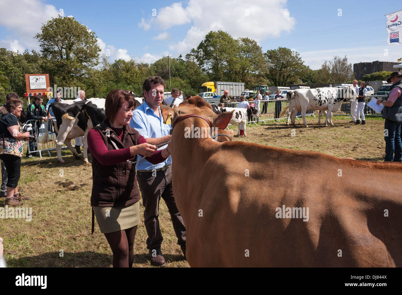 Jersey cattle show hi-res stock photography and images - Alamy