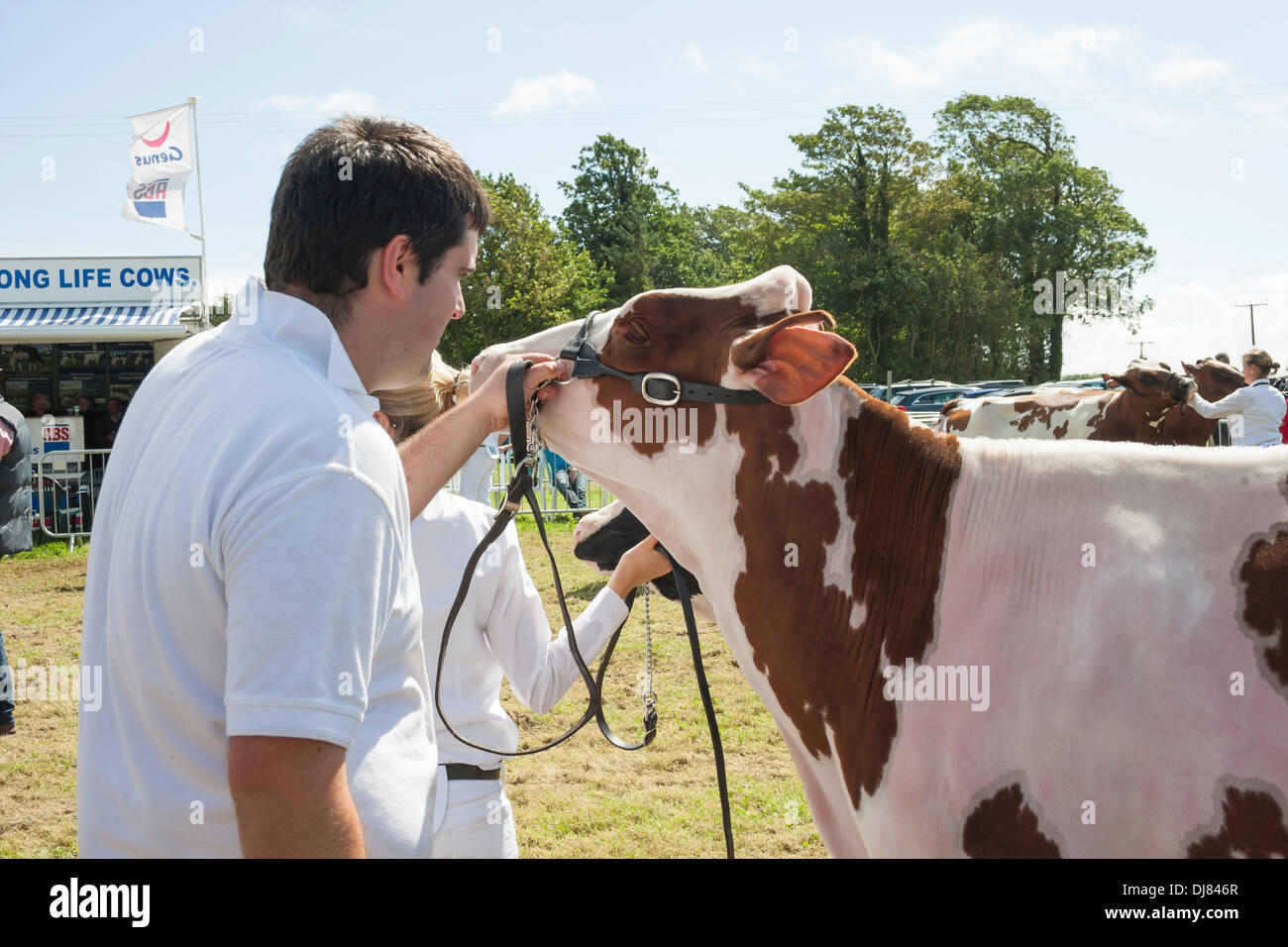 Judging cows at show Stock Photo - Alamy