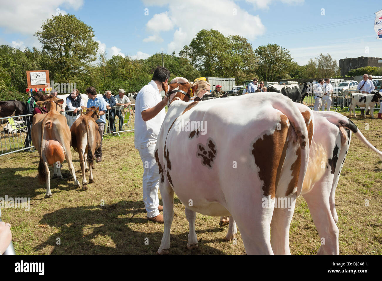 Judging cows at show Stock Photo - Alamy