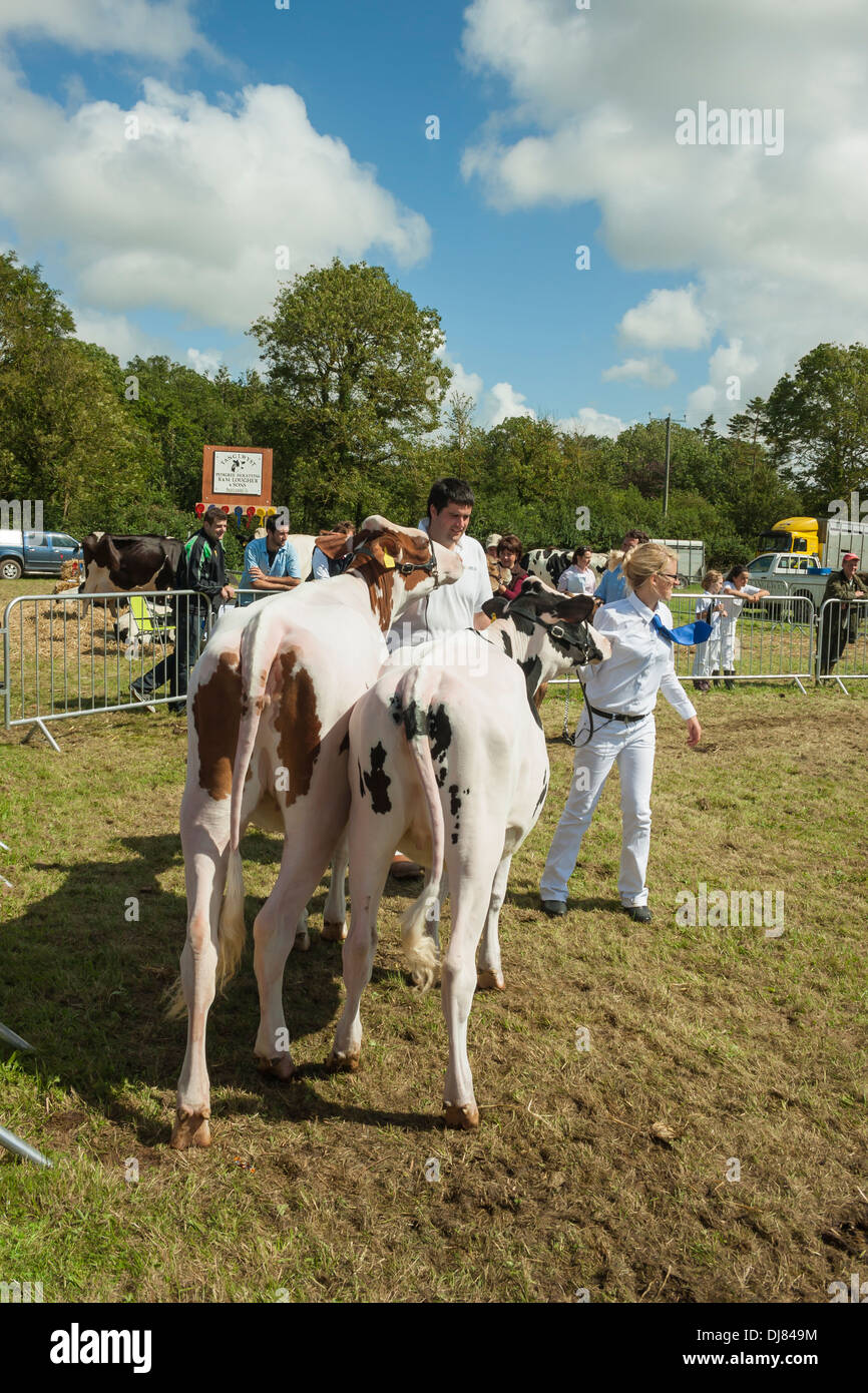 Judging cows at show Stock Photo - Alamy