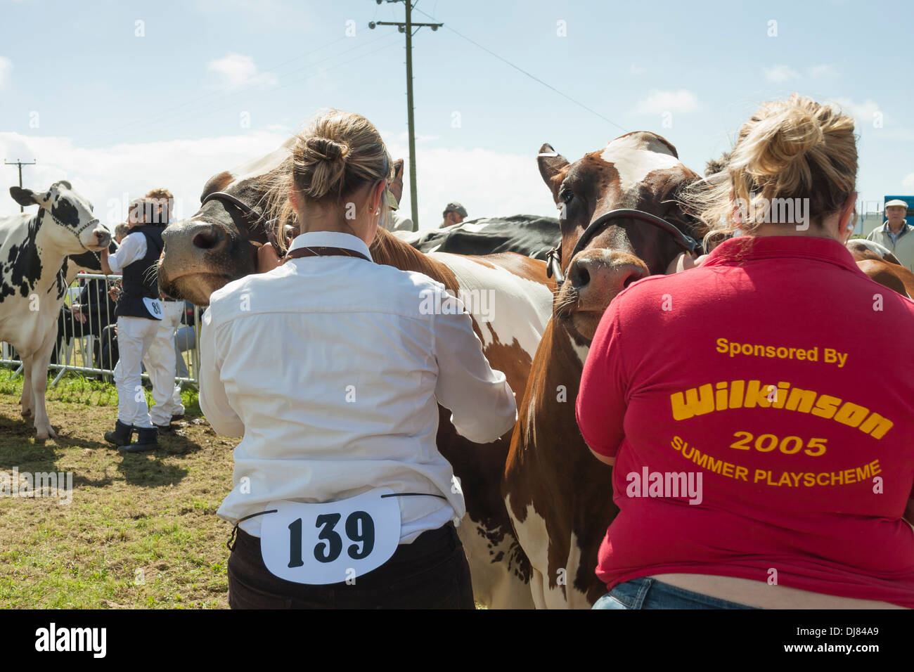 Judging cows at show Stock Photo - Alamy