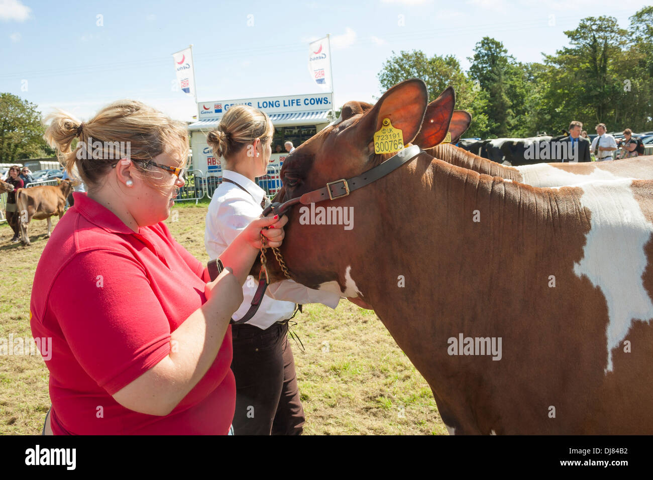 Judging cows at show cow Stock Photo - Alamy