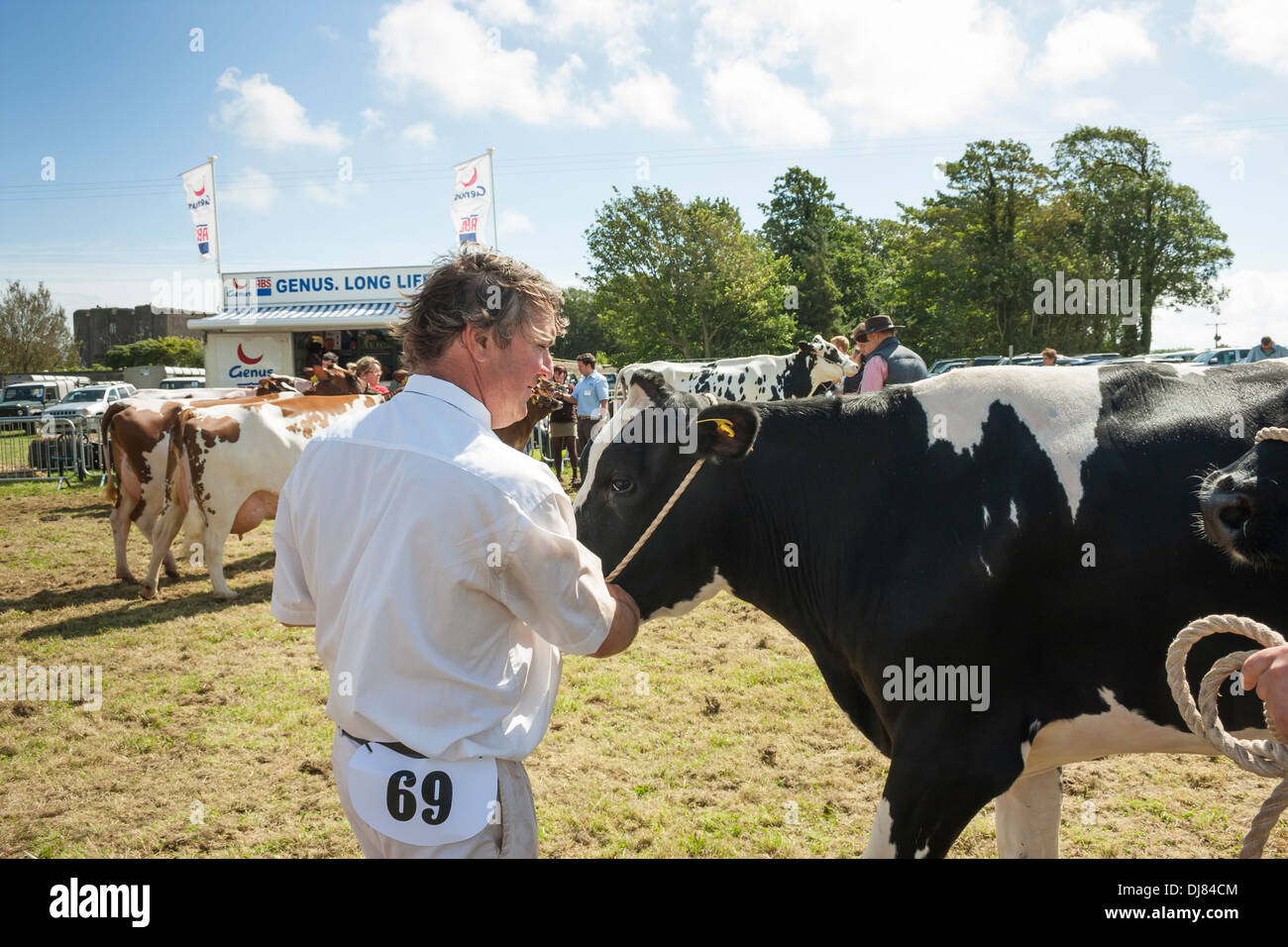 Holstien Cows High Resolution Stock Photography and Images - Alamy