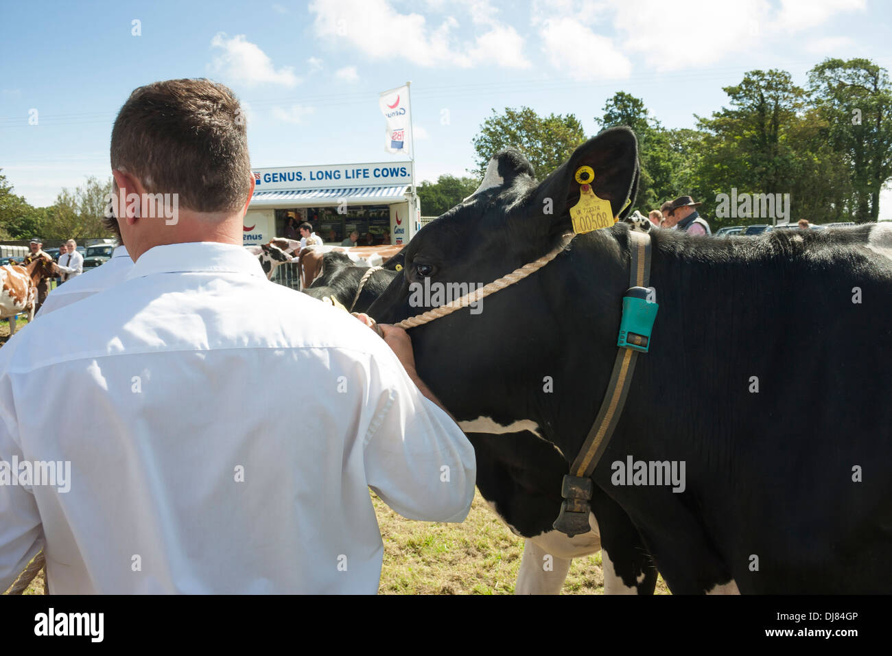 Judging cows at show Stock Photo - Alamy