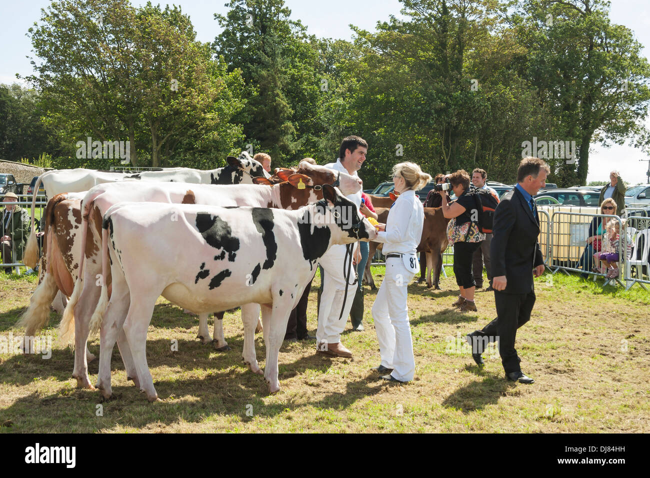 Jersey cow with friesian cows hi-res stock photography and images - Alamy